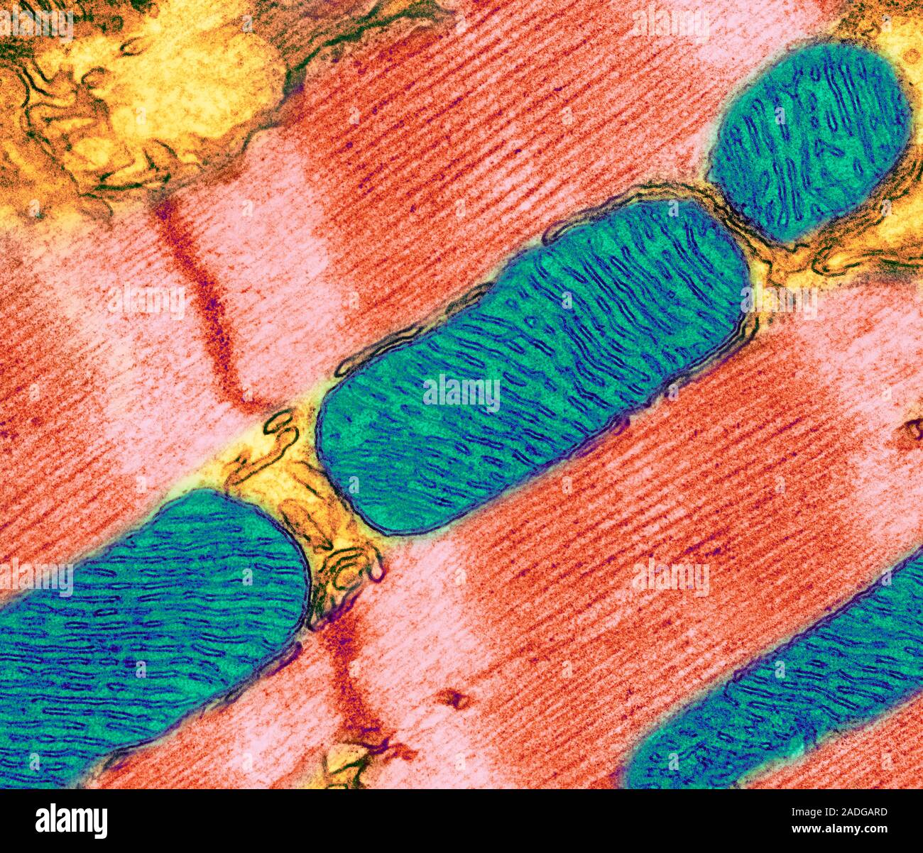 Mitochondrie. Micrographe de couleur (MET) de la mitochondrie (bleu ...