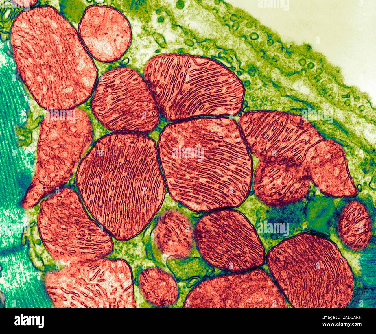 Les mitochondries. Micrographe de couleur (MET) de la mitochondrie ...