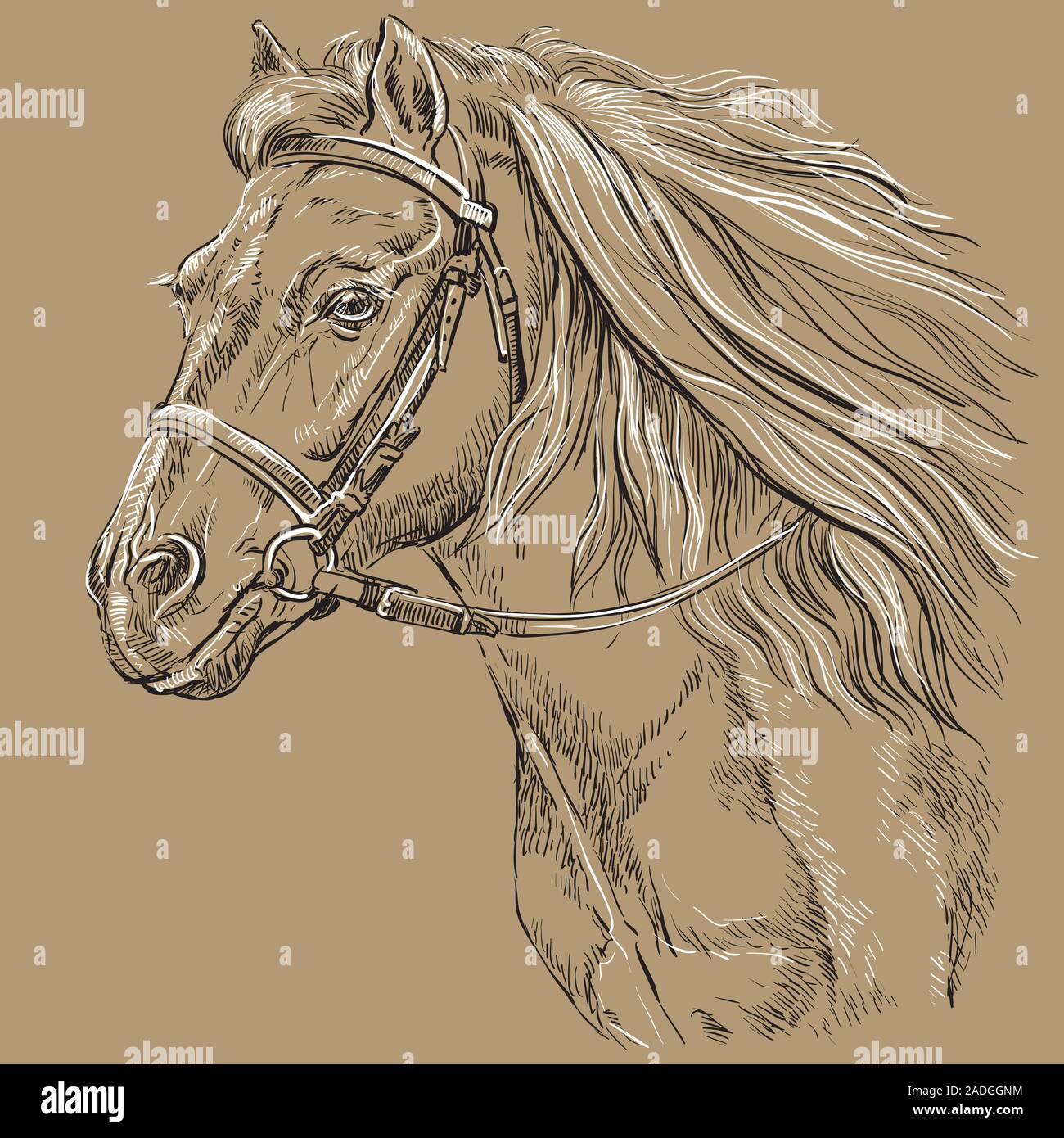 Portrait de cheval avec bride. Tête de cheval avec une longue crinière ...
