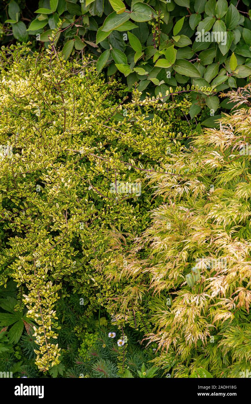 Lonicera ligustrina Banque de photographies et d’images à haute ...
