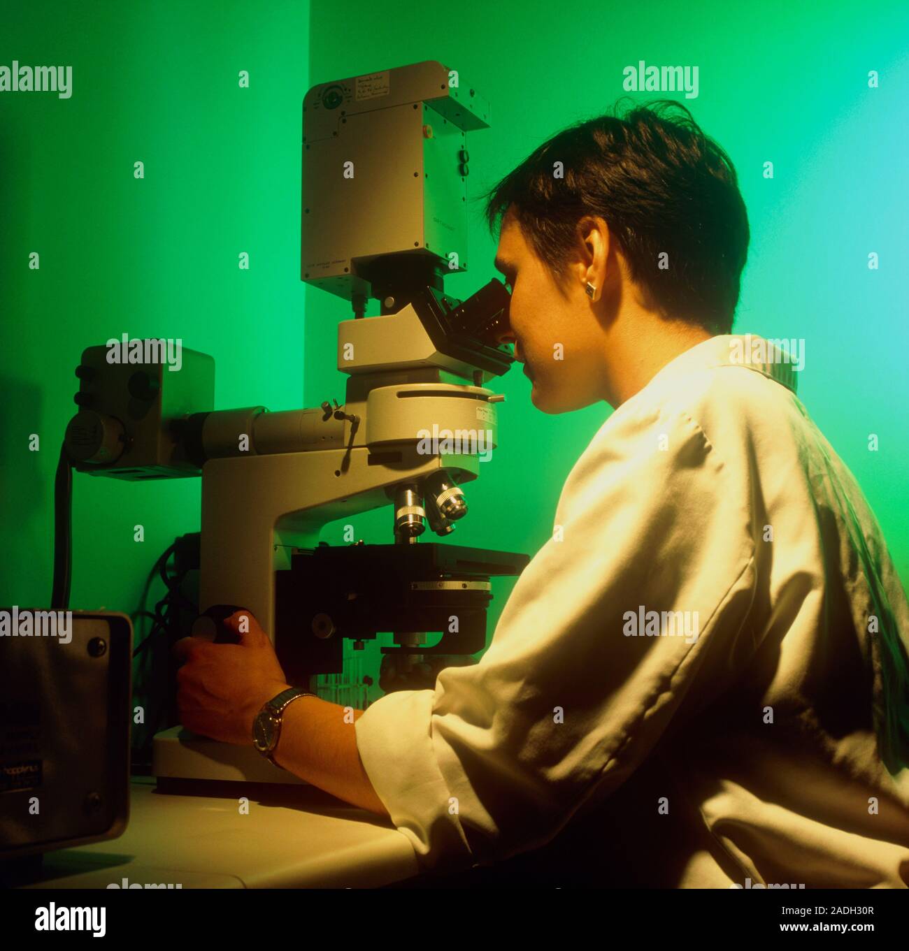 Microscope à fluorescence. Technicien femelle exploite un microscope à ...