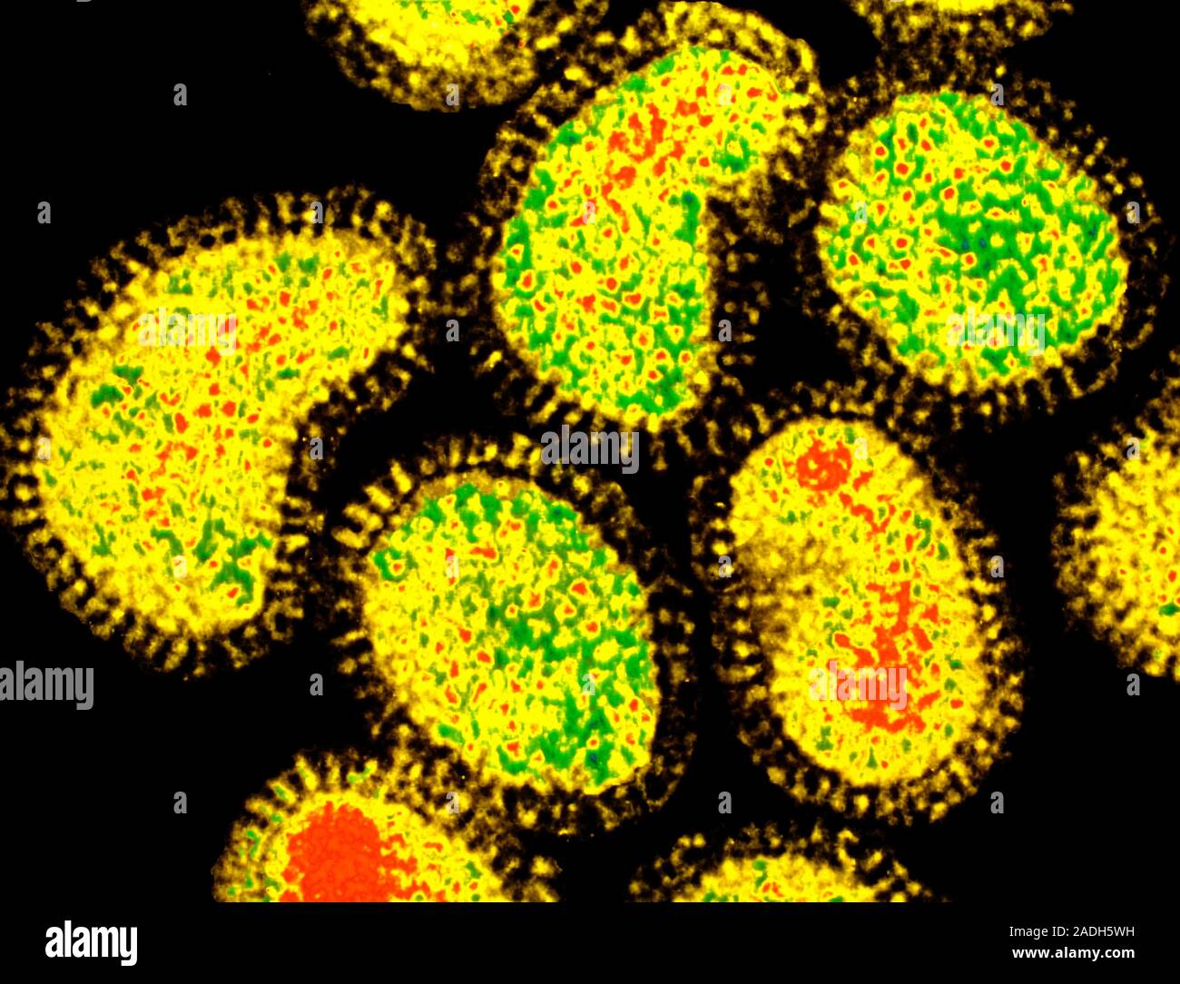 Le virus de la grippe. Micrographe de couleur (TEM) d'un groupe de ...