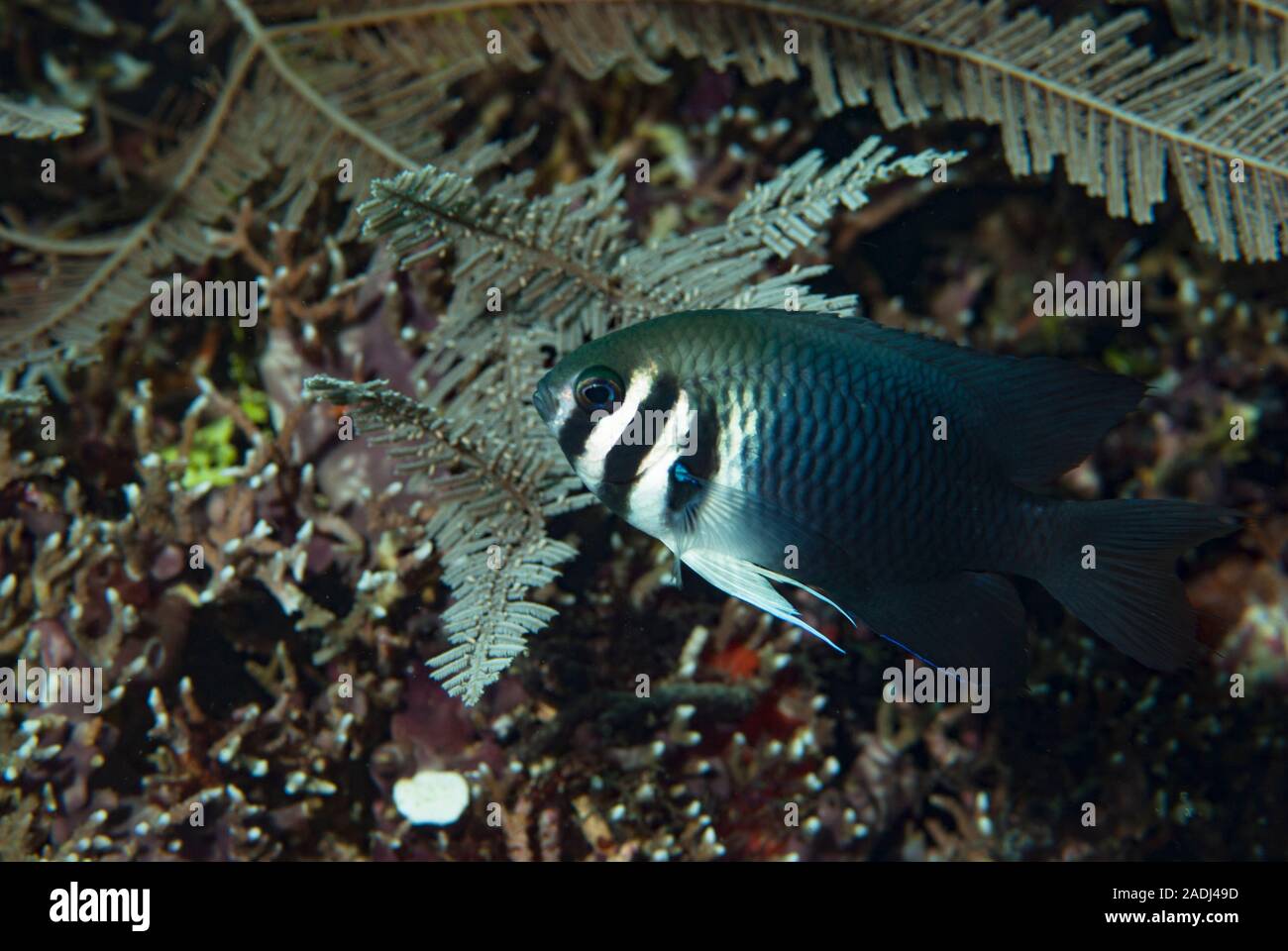 Joue de poisson Banque de photographies et d’images à haute résolution ...