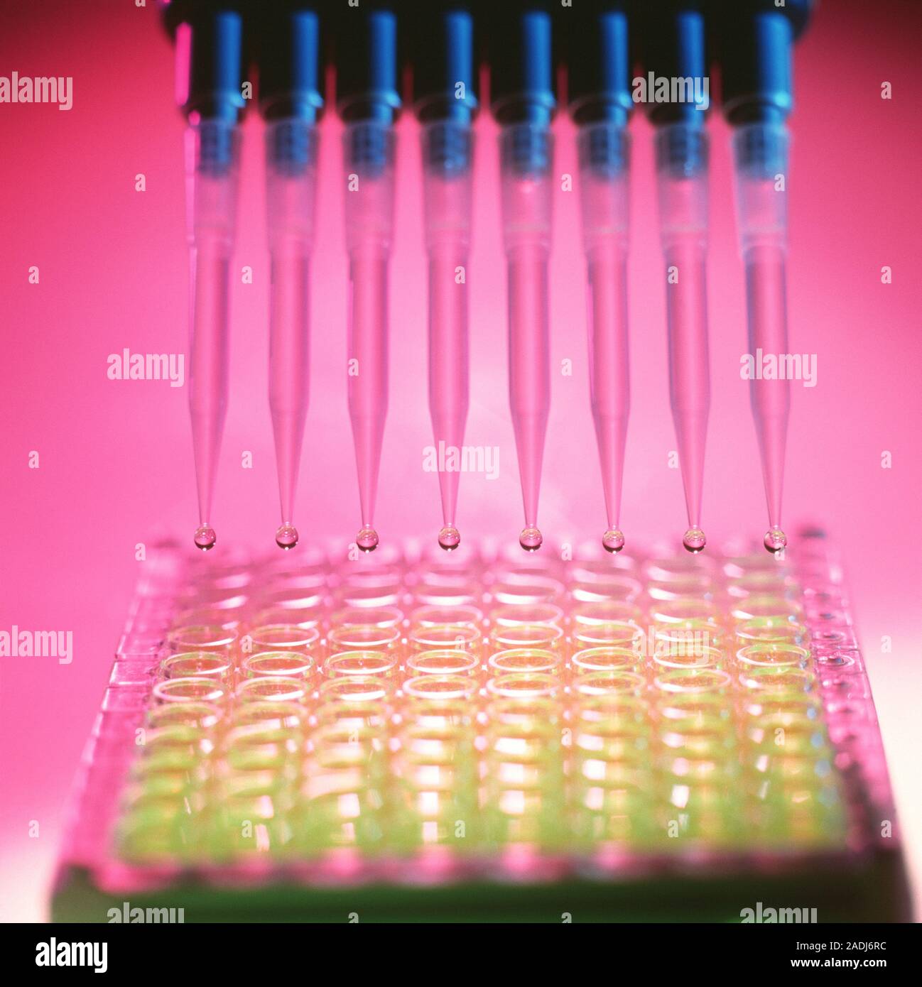 Test ELISA. Pipettes multi-et un plateau d'échantillons bien lors d'un ...