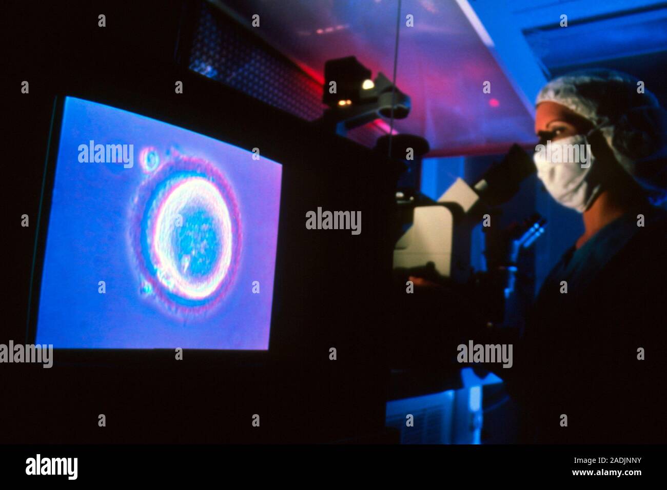La fécondation in vitro. L'examen de technicien un ovule humain à ...