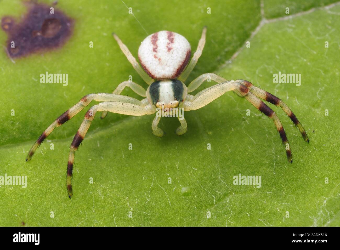 Araignée de mer Banque de photographies et d’images à haute résolution - Page 2 - Alamy