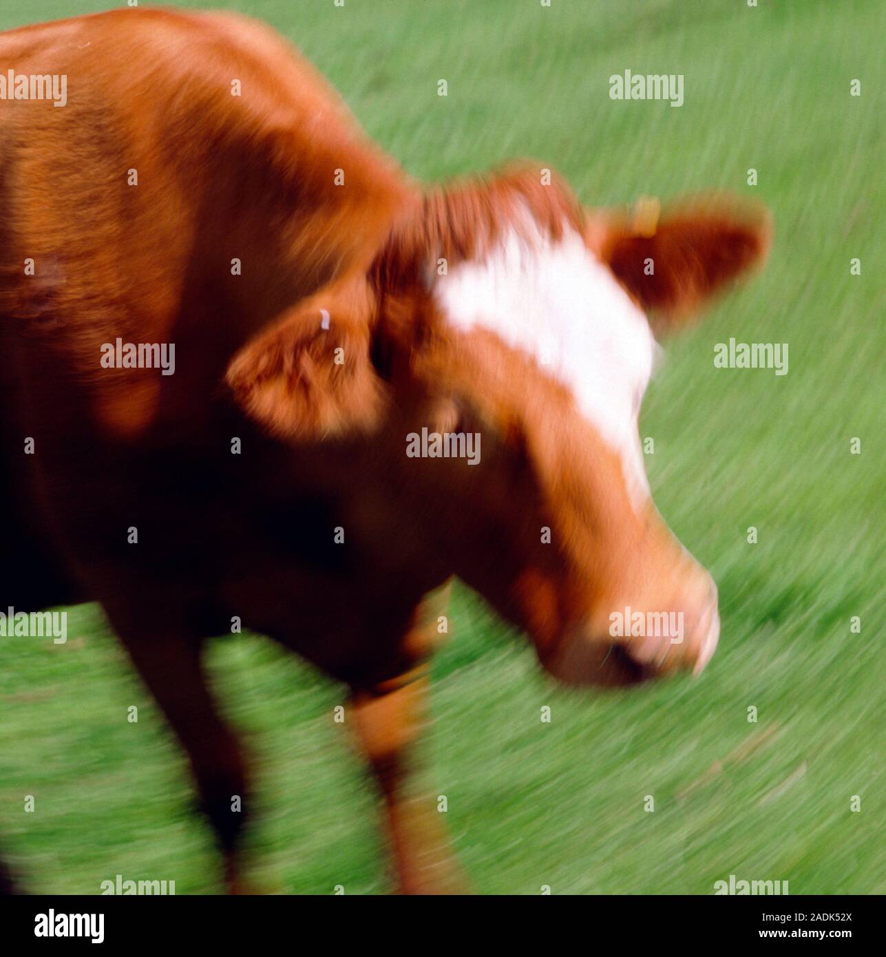 La maladie de la vache folle. Photographie simulant une vache souffrant ...