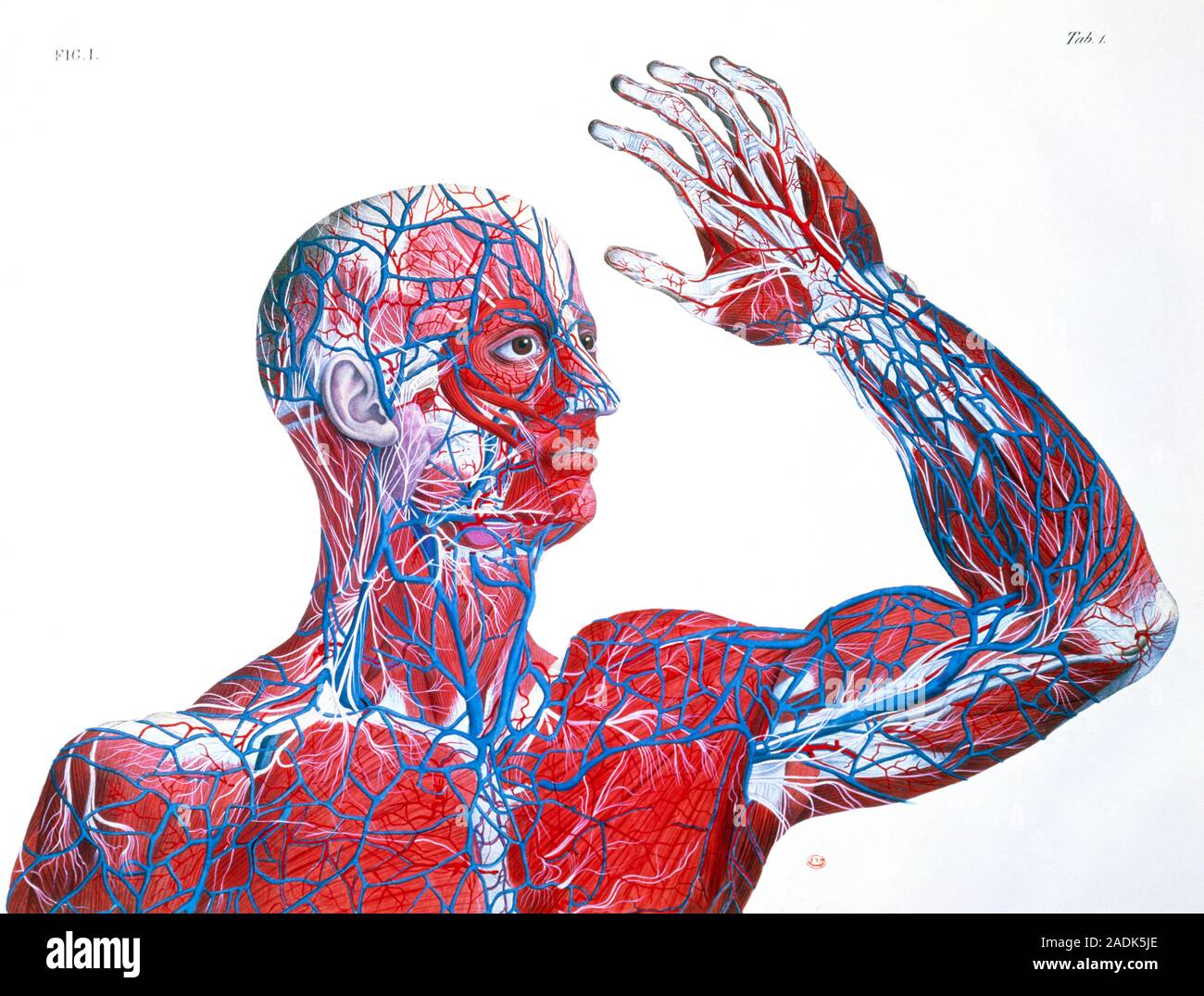 L'anatomie de la tête et du bras montrant les muscles, les artères, les ...