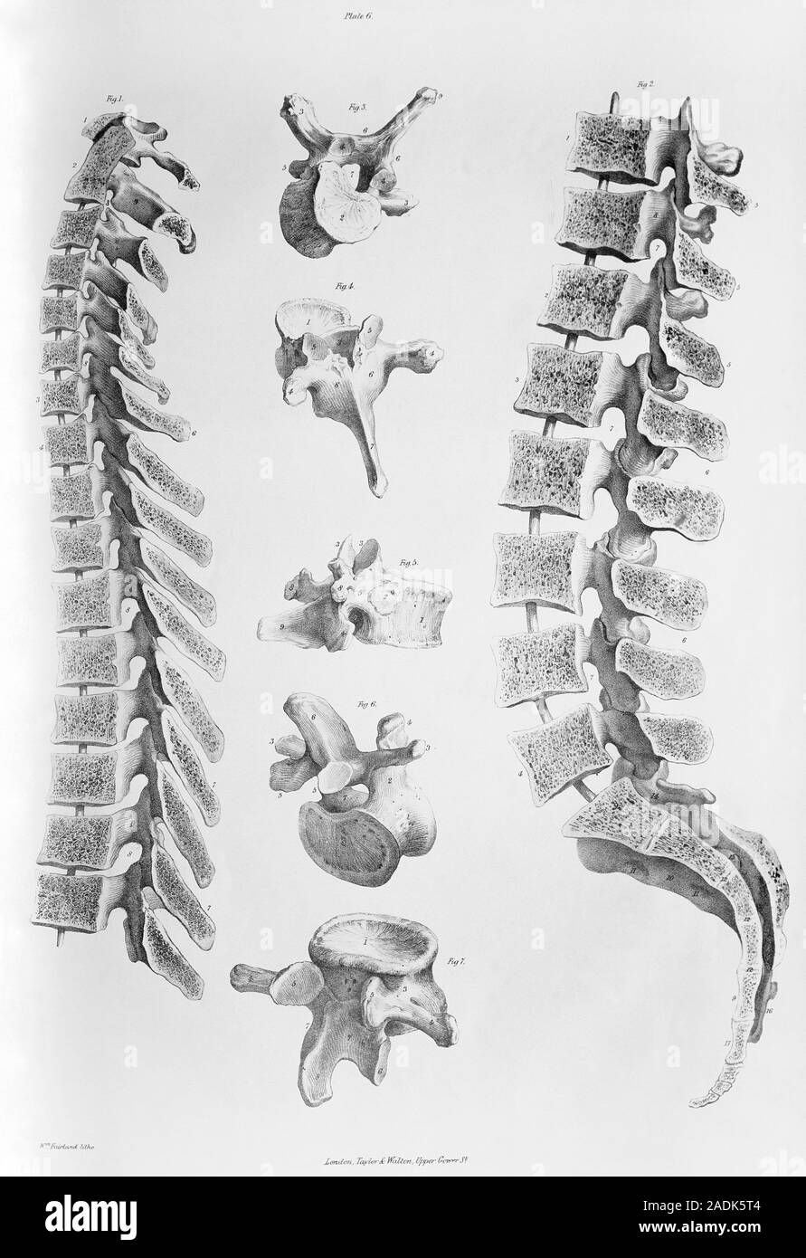 L'anatomie de la colonne vertébrale. Illustration anatomique historique ...