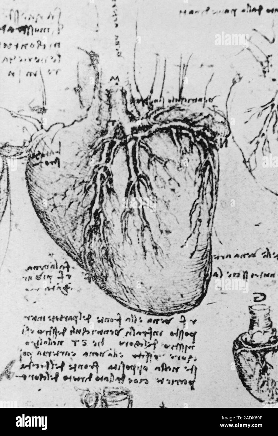 Coeur. Schéma montrant le cœur et ses vaisseaux sanguins comme dessiné ...