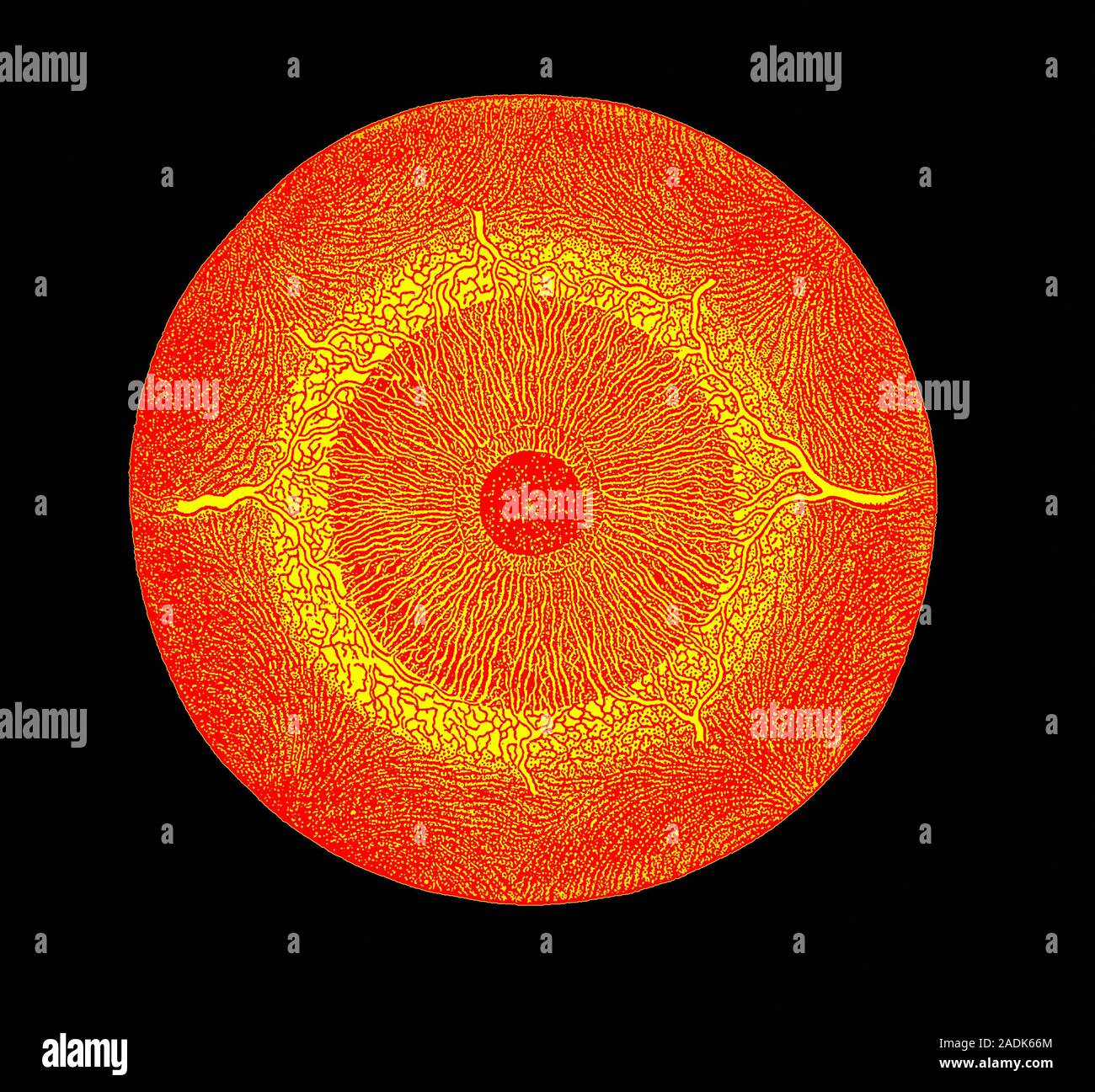 Anatomie de l'œil. L'oeuvre historique de vaisseaux sanguins (rouge et ...
