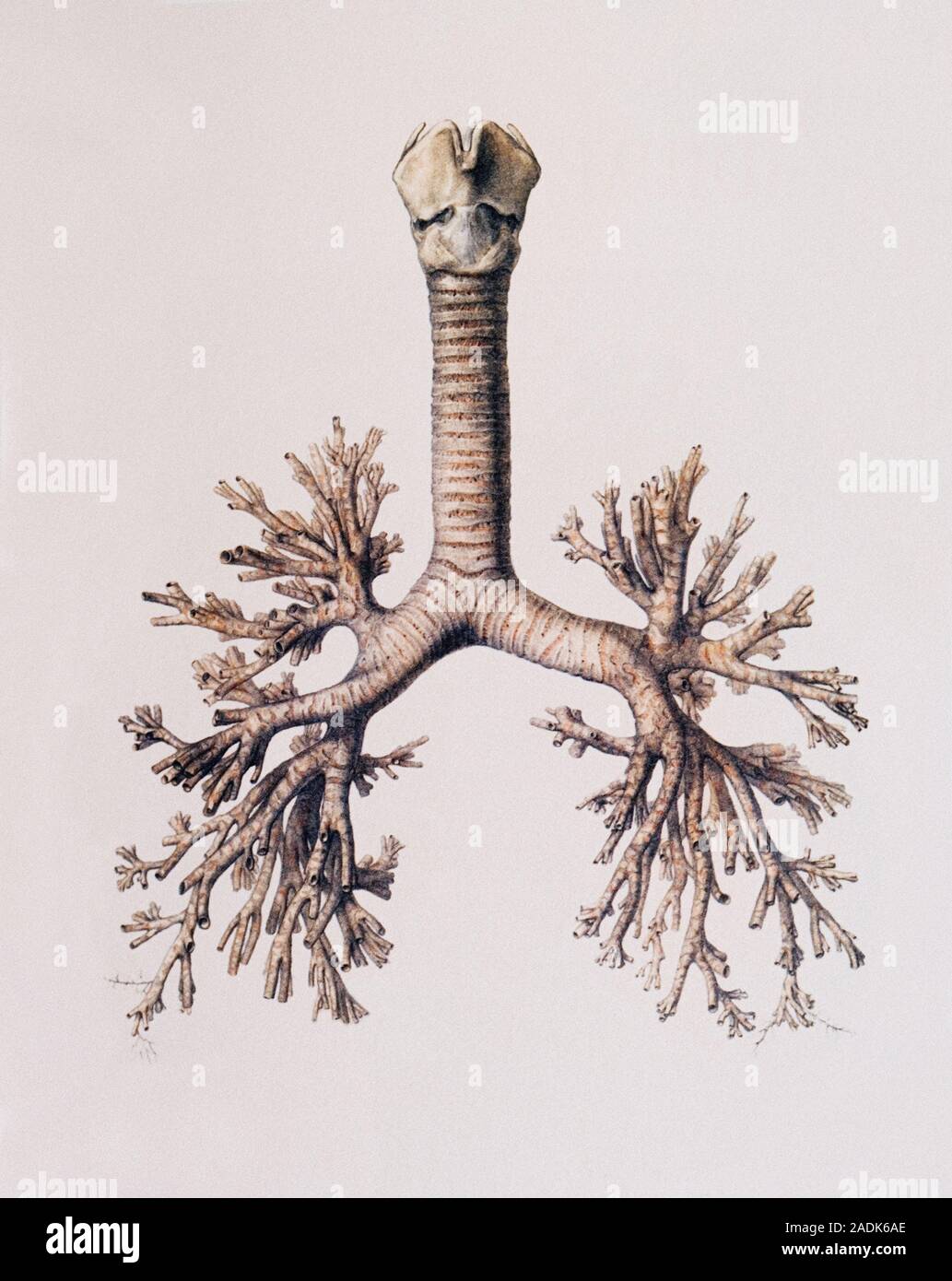 La trachée et les bronches des poumons. Illustration anatomique ...