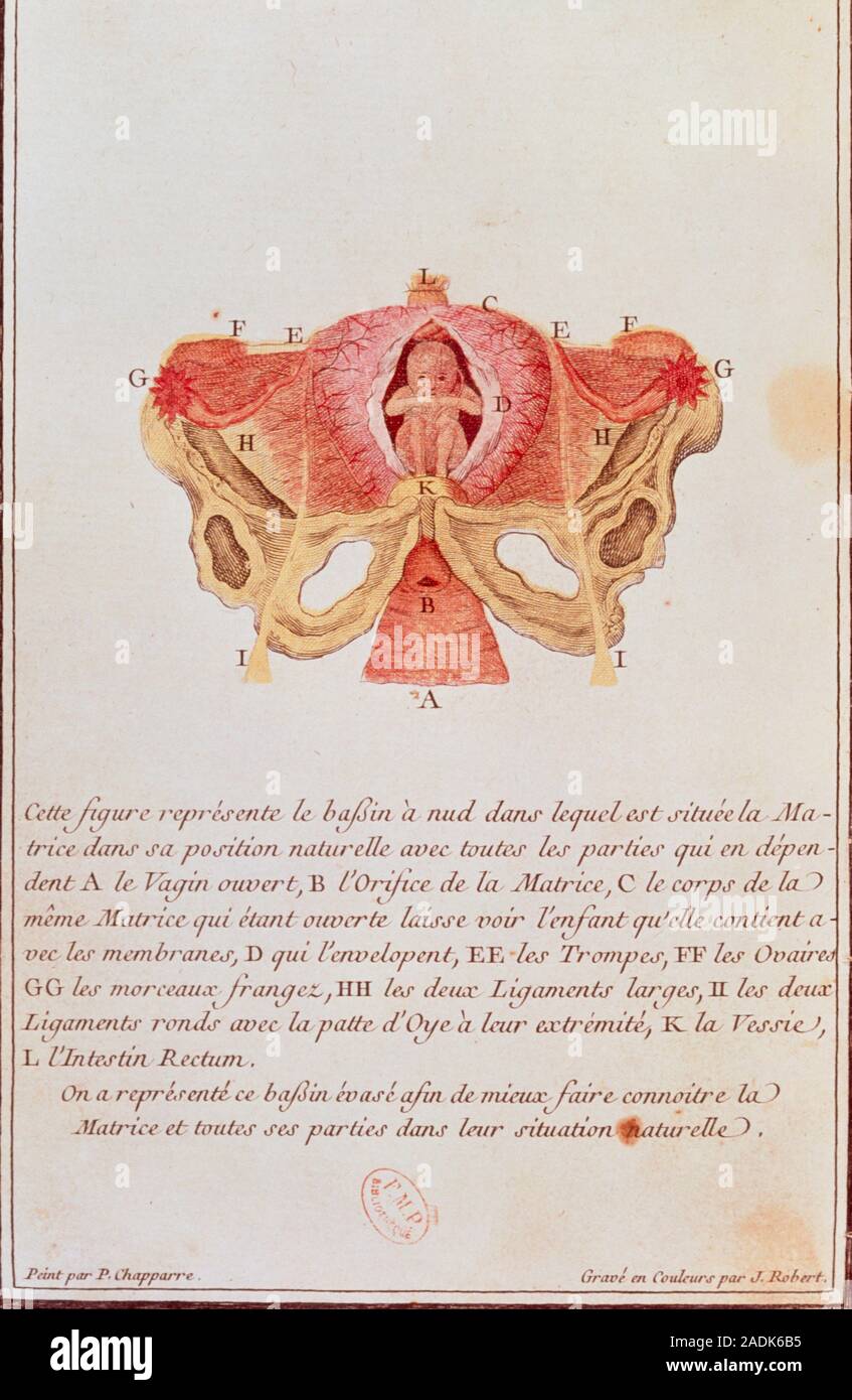 Anatomie de la grossesse. Illustrations de l'anatomie du pelvis de la ...