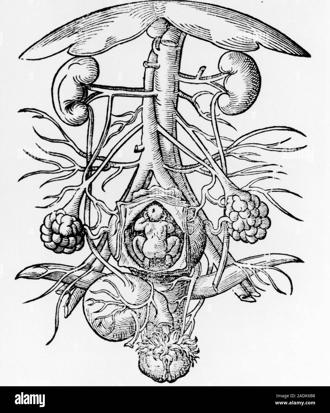 Anatomie de la grossesse. Gravure du 16e siècle- de l'anatomie d'une ...