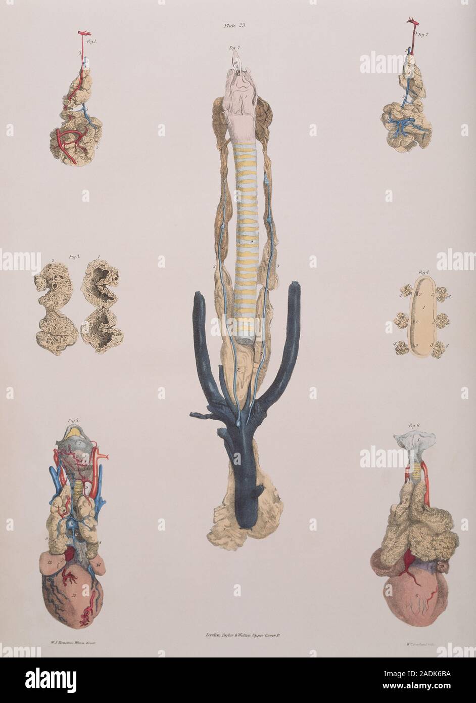 Thymus. Illustration historique de l'anatomie de la glande thymus. Au ...