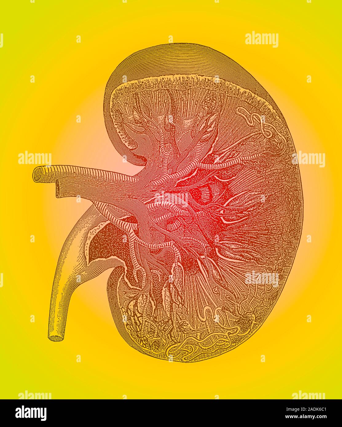 Anatomie du rein. Œuvres historiques d'un rein qui a été tranchés ...