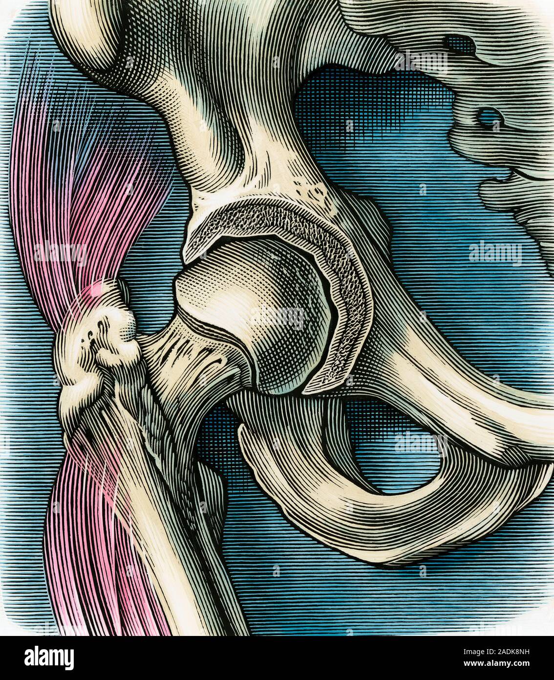 La hanche, artwork. Ce joint est constitué par l'articulation du fémur ...