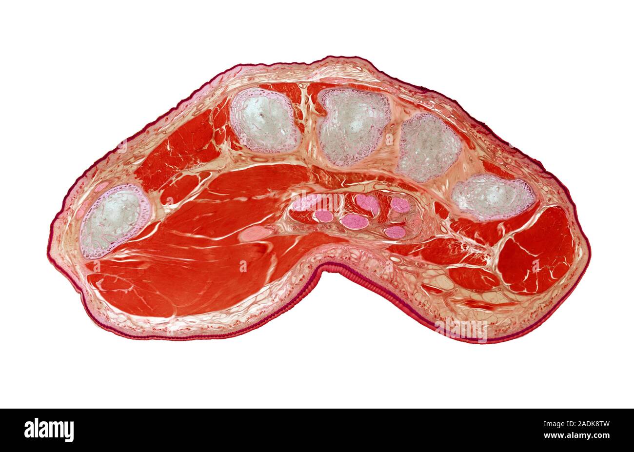 Anatomie de la main. Photo macro d'une section par un adulte. Le dos de ...