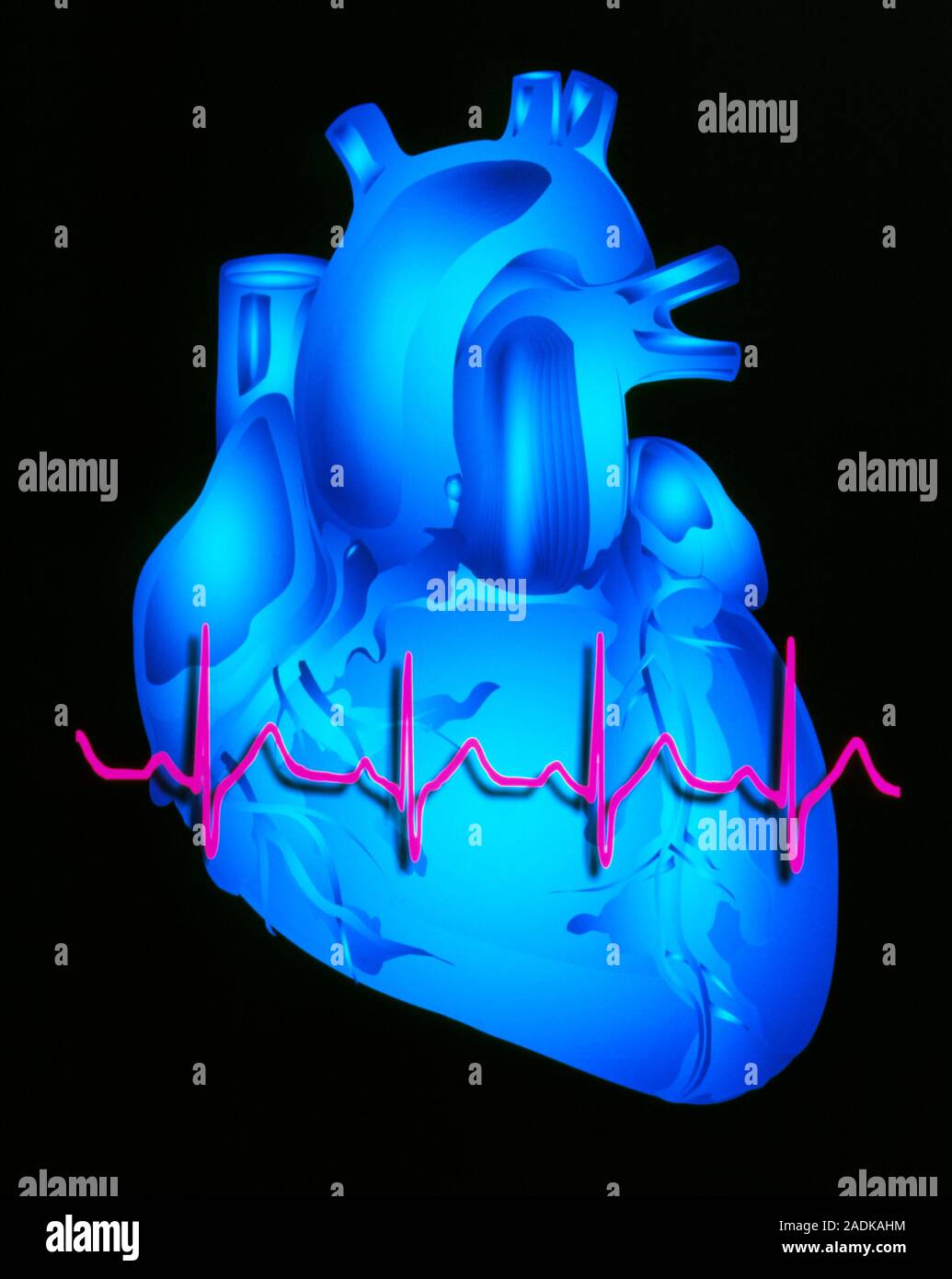 Tracé ECG et cœur en santé. Graphique de l'ordinateur d'un coeur humain ...