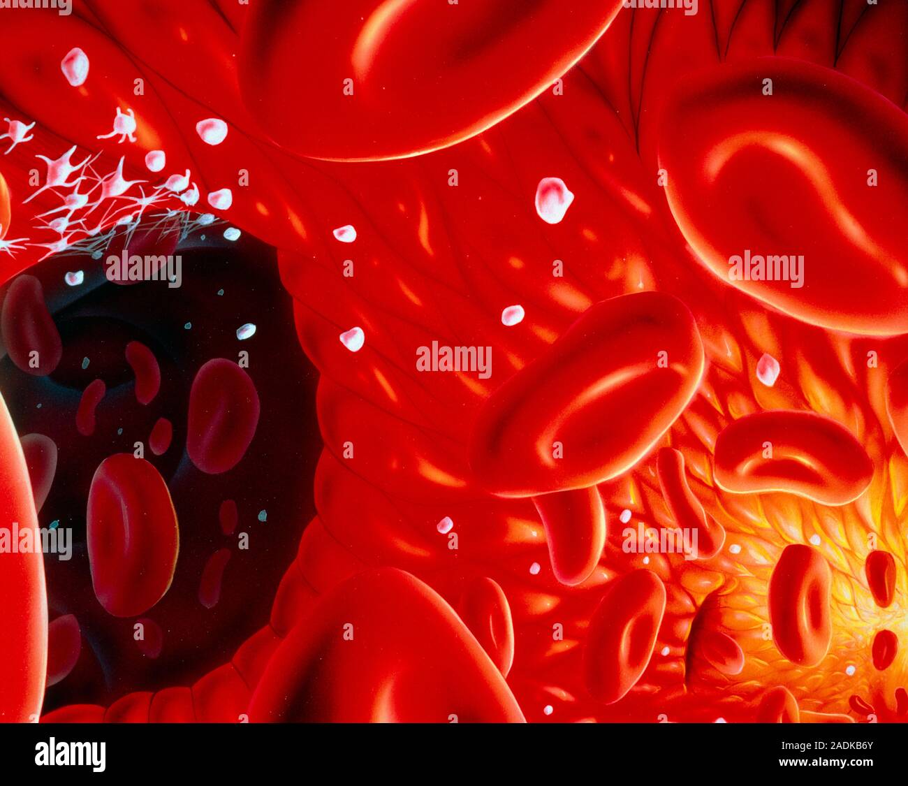 Illustration de l'intérieur d'un vaisseau sanguin humain, montrant les ...