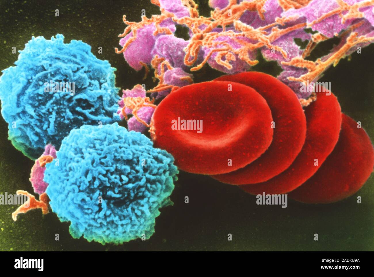 Les cellules sanguines. L'analyse des électrons Microphotographie (SEM ...