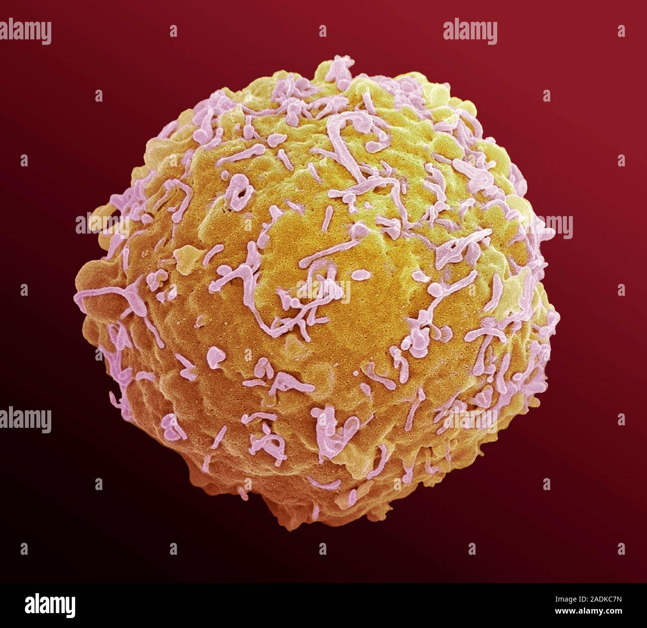 Les cellules du système immunitaire. Couleur de l'analyse des électrons ...