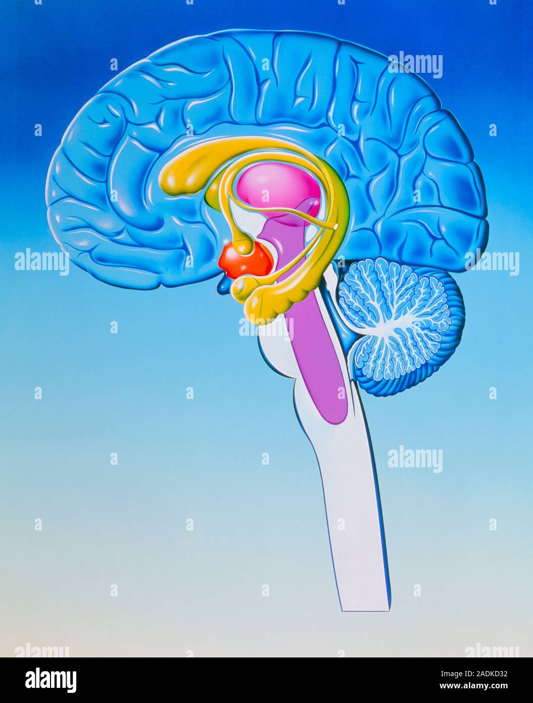 Système limbique du cerveau. Une illustration des structures du système ...