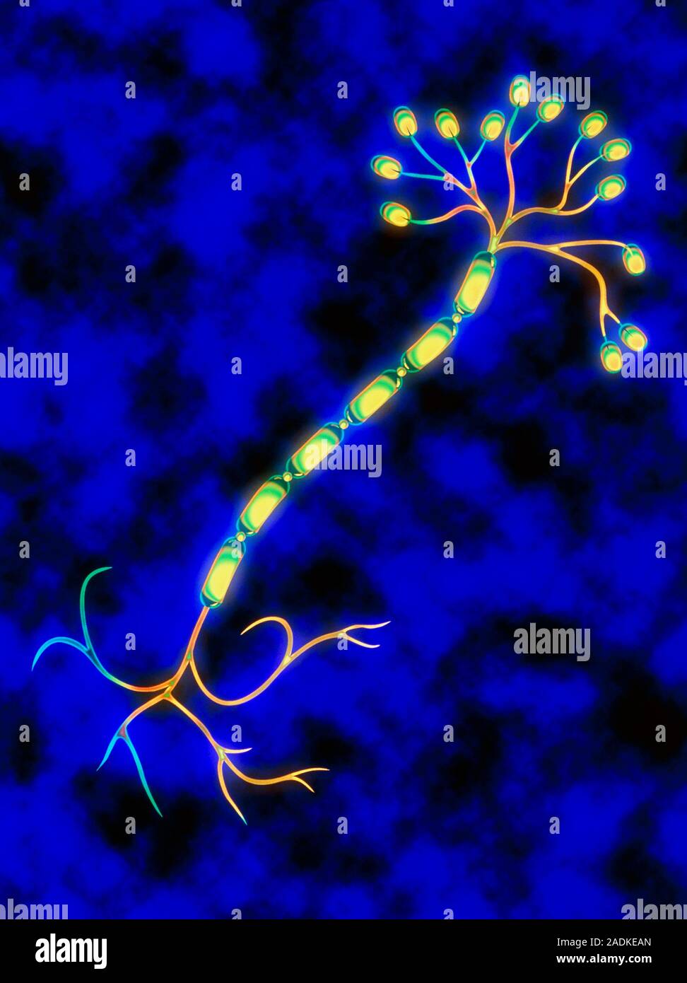 Des cellules nerveuses sensorielles. L'oeuvre de l'ordinateur d'une ...