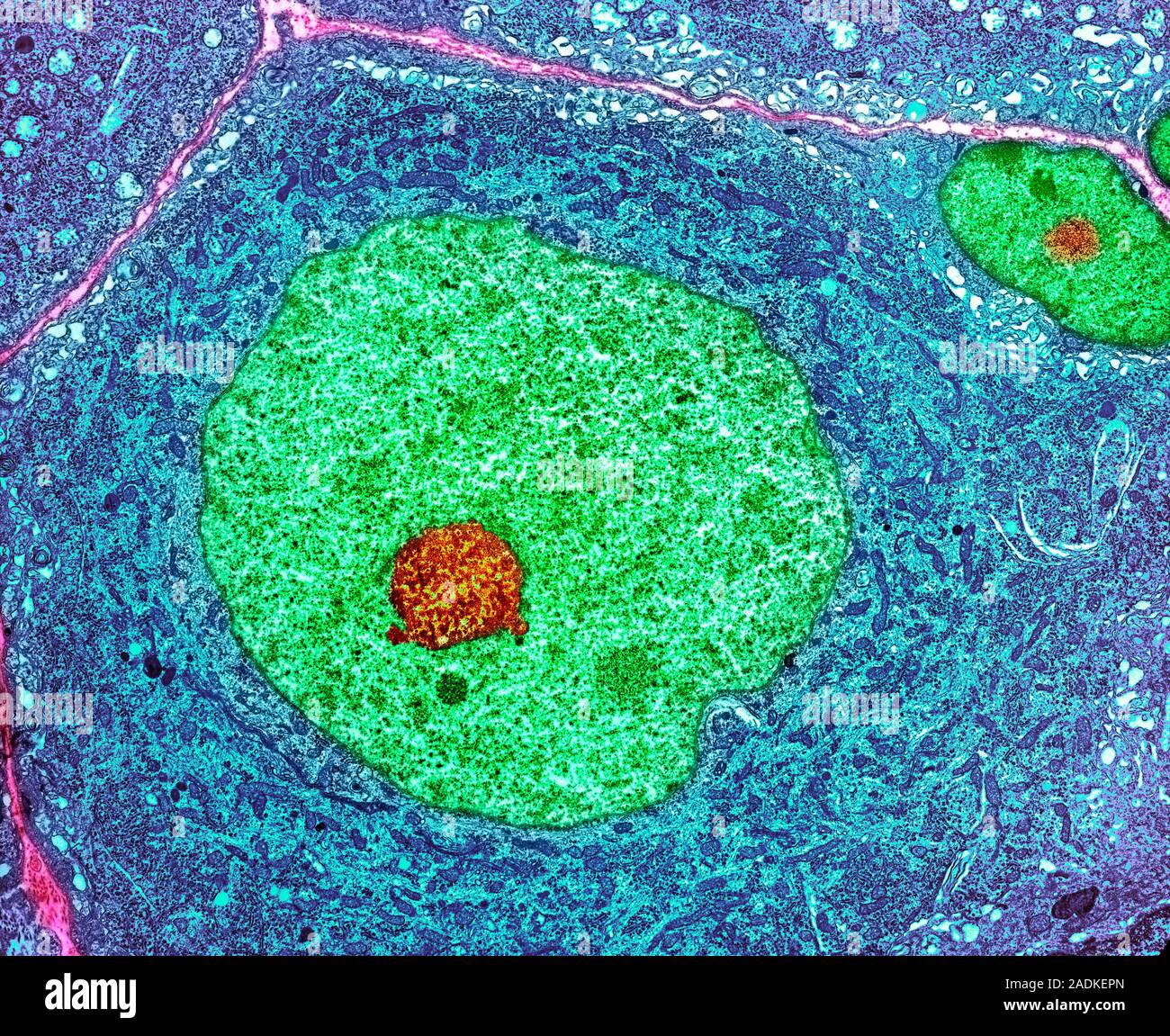 Cellule nerveuse. Micrographe de couleur (TEM) d'une cellule nerveuse ...