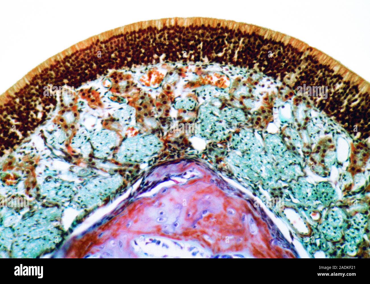 La muqueuse du nez. Microphotographie lumière d'une section à travers ...