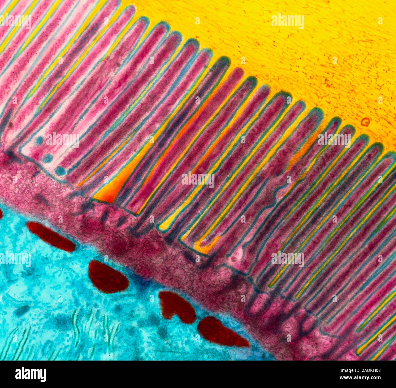 Les microvillosités intestinales. Micrographe de couleur (TEM) d'une ...