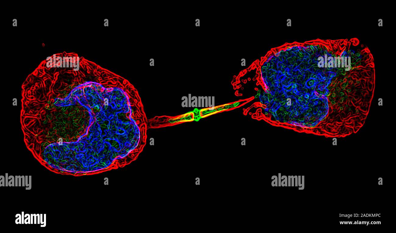 La division cellulaire. Micrographie fluorescent d'une cellule animale ...