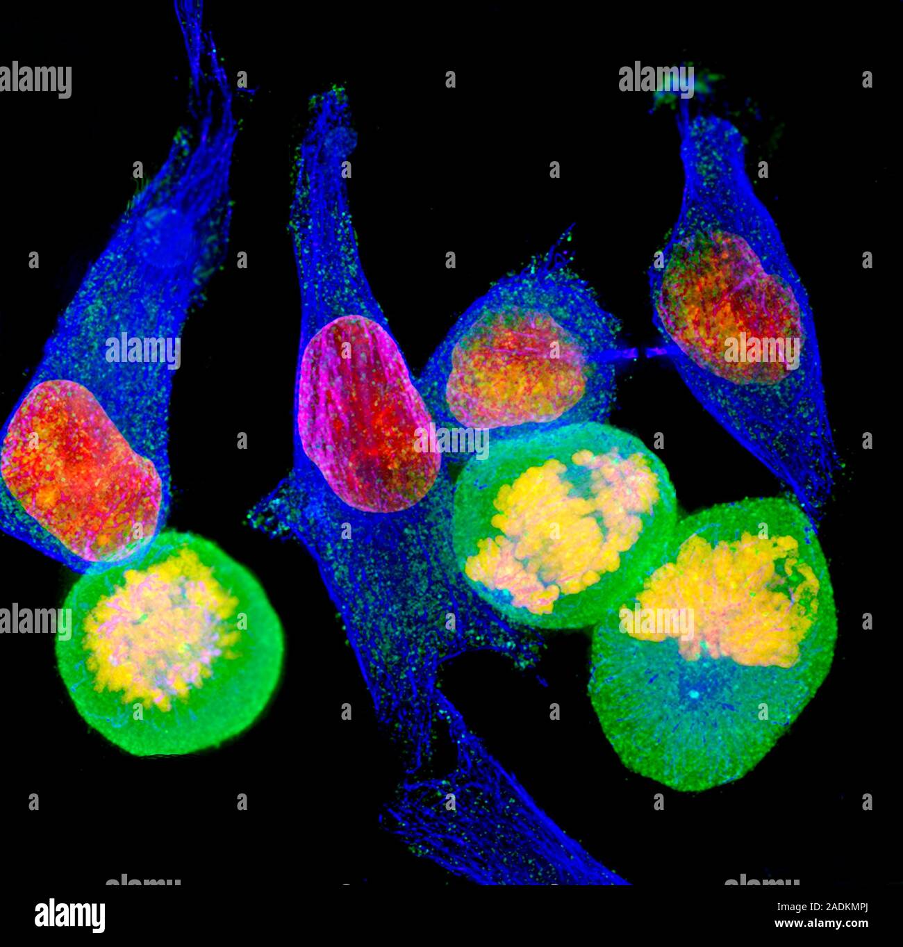 La division cellulaire. La lumière de l'immunofluorescence micrograph ...