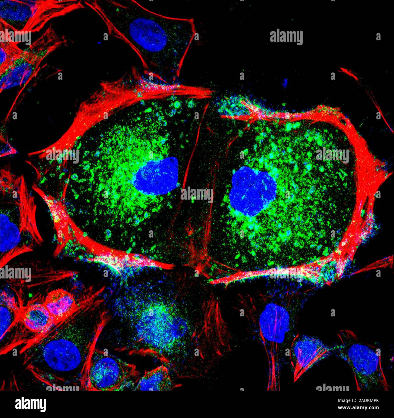 La division cellulaire. Microphotographie lumière fluorescente d'une ...