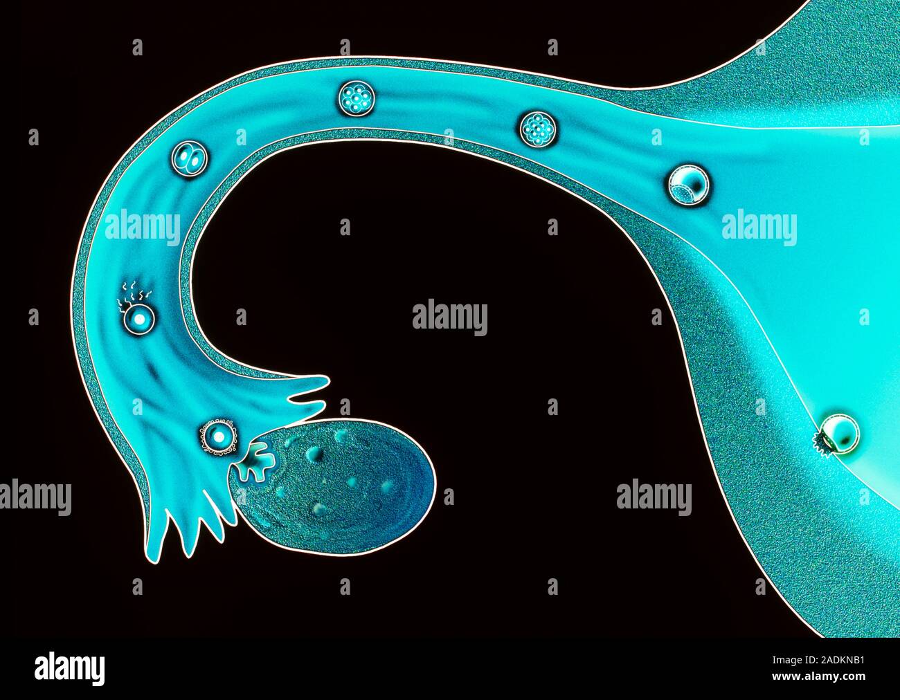 La fécondation et l'implantation. Œuvres de la première semaine de la ...