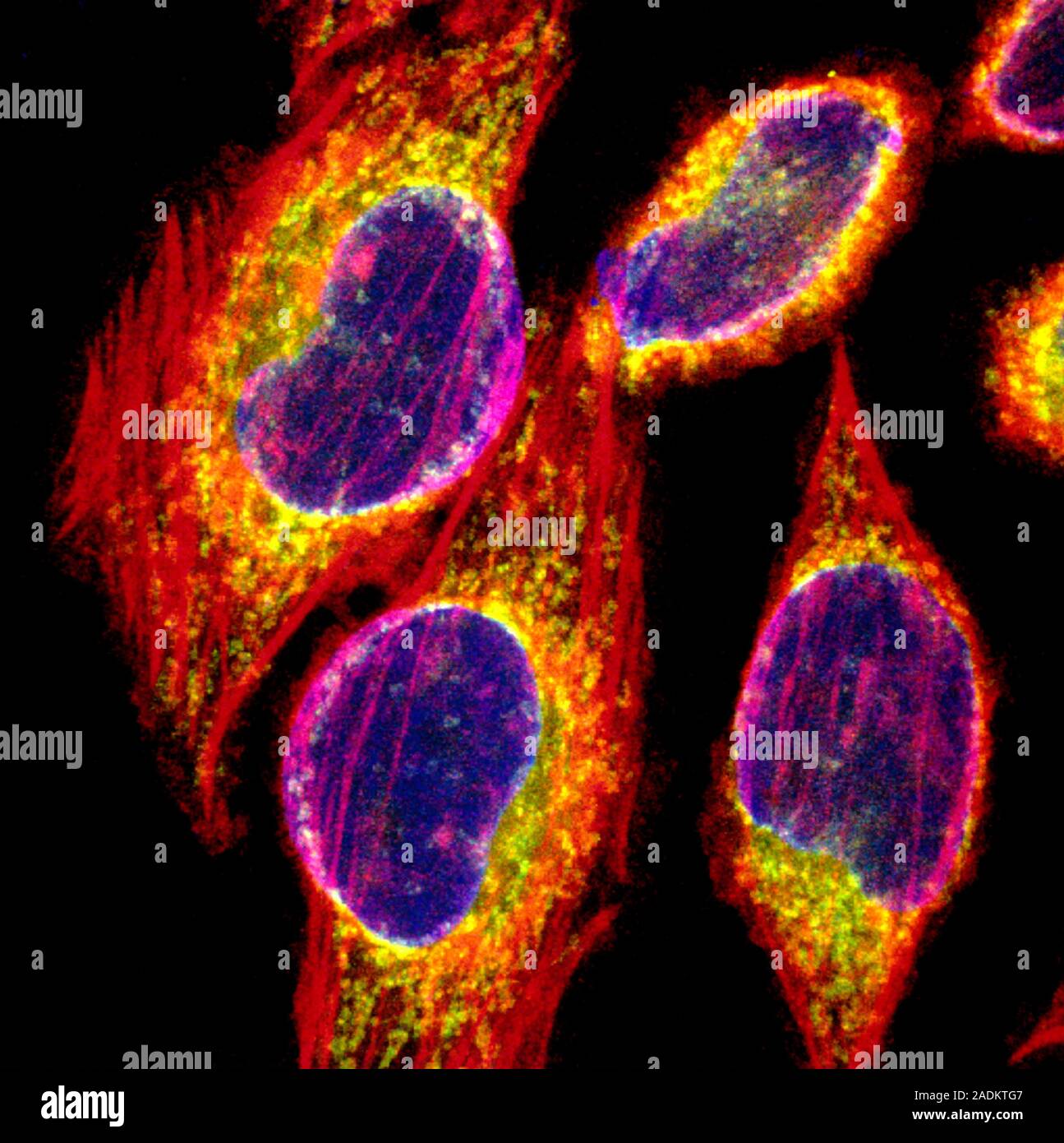 Les cellules fibroblastes. La microscopie confocale microphotographie ...