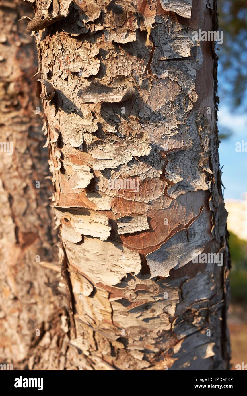 Aleppo pine bark pinus halepensis Banque de photographies et d’images à ...