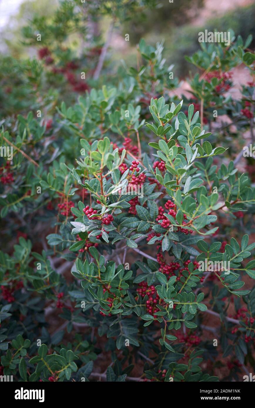 Mastic tree pistacia lentiscus fruits Banque de photographies et d ...