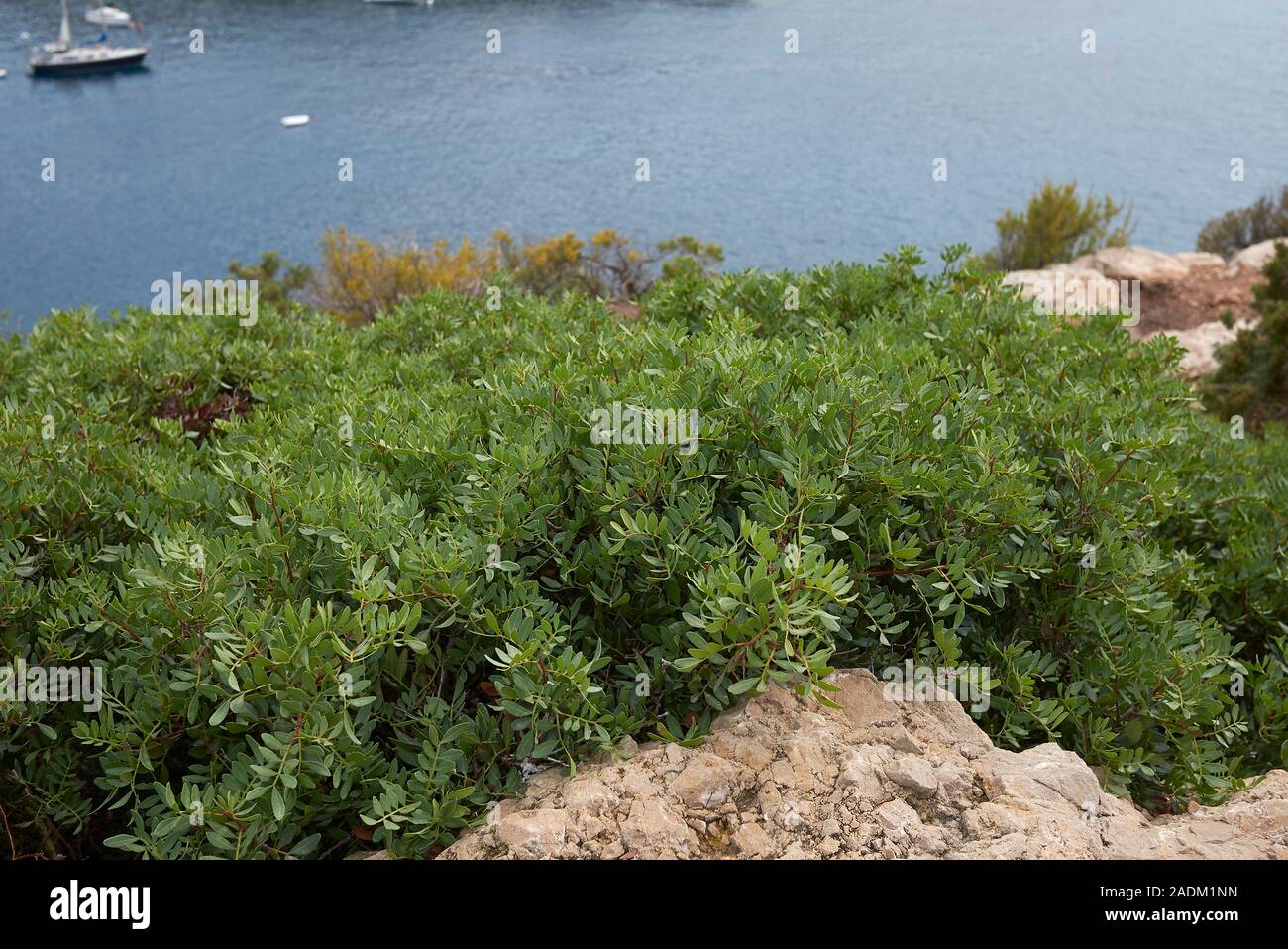 Mastic tree pistacia lentiscus fruits Banque de photographies et d ...