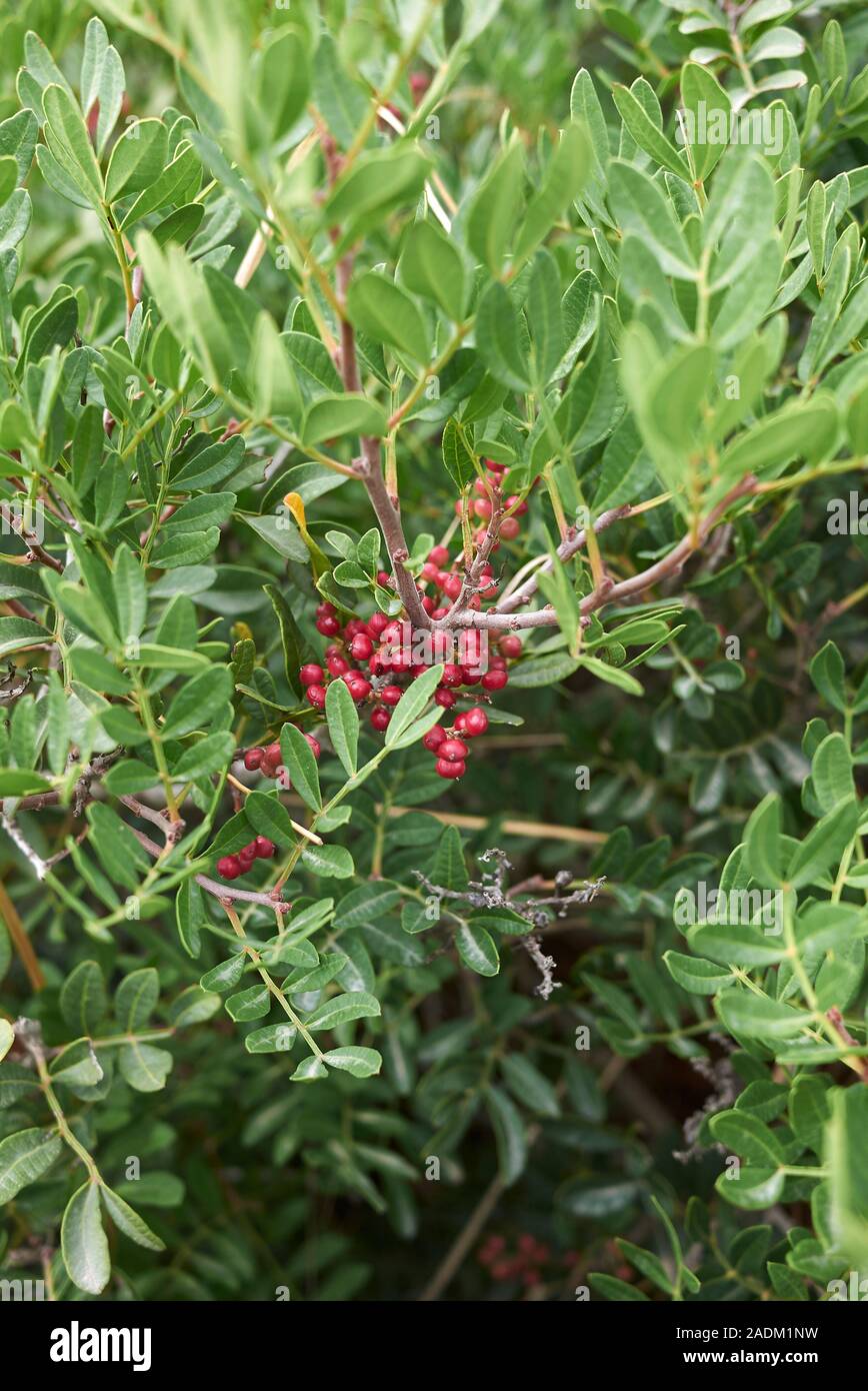 Mastic tree pistacia lentiscus fruits Banque de photographies et d ...