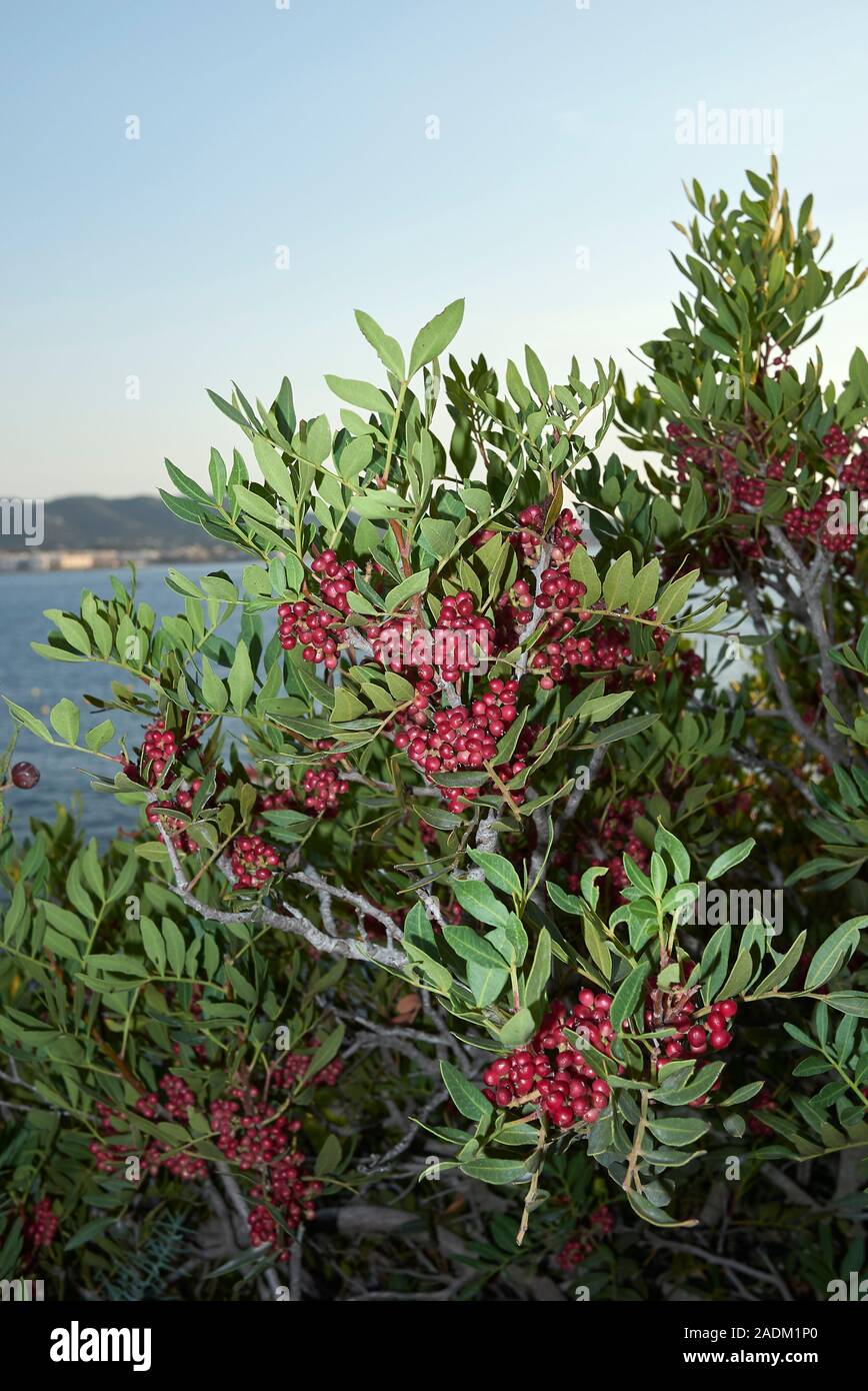 Mastic tree pistacia lentiscus fruits Banque de photographies et d ...