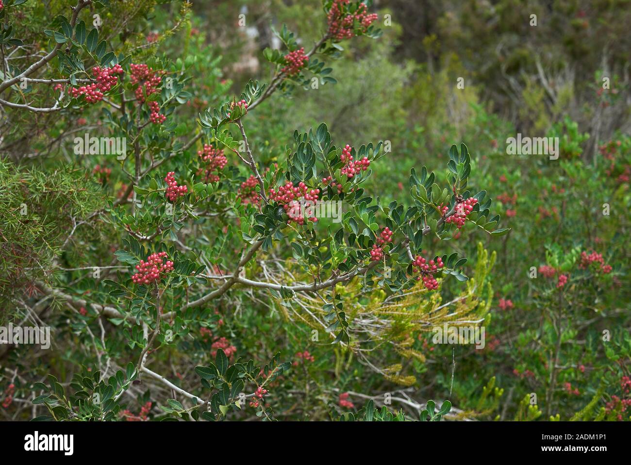 Pistacia lentiscus Banque de photographies et d’images à haute ...