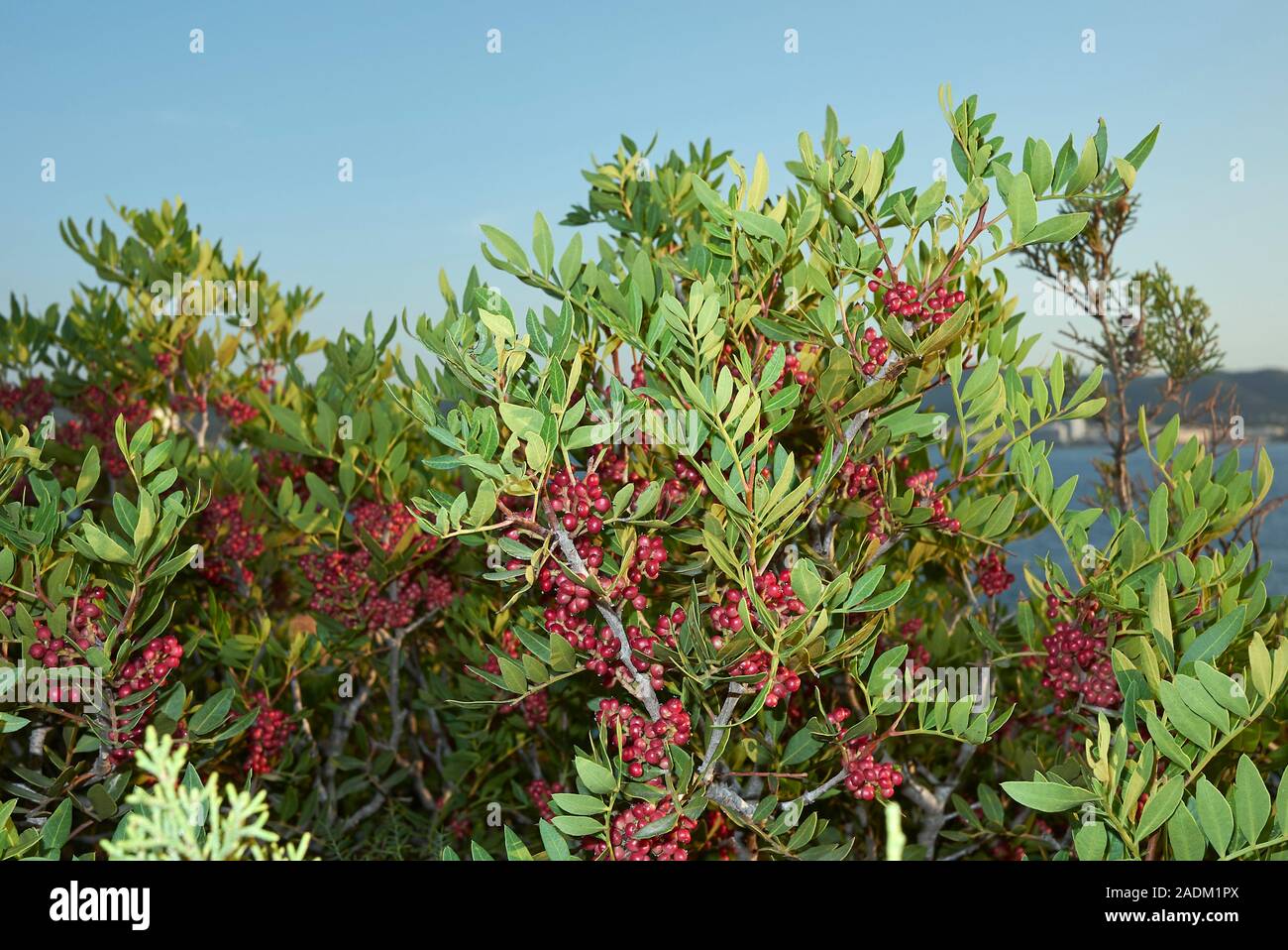 Mastic tree pistacia lentiscus fruits Banque de photographies et d ...