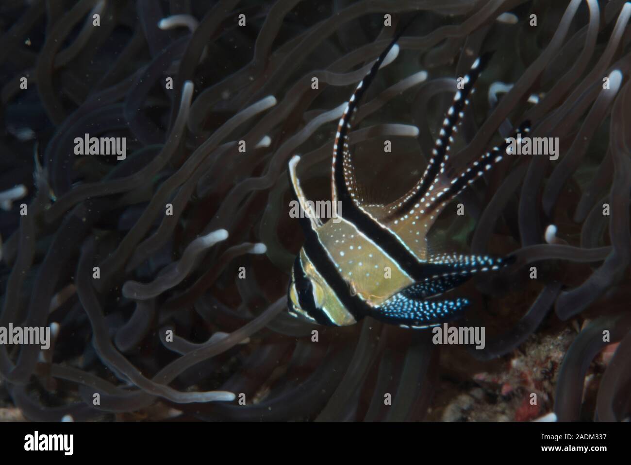 Pterapogon kauderni Banque de photographies et d’images à haute ...