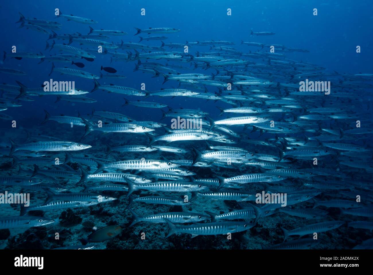 Sphyraena jello Banque de photographies et d’images à haute résolution ...