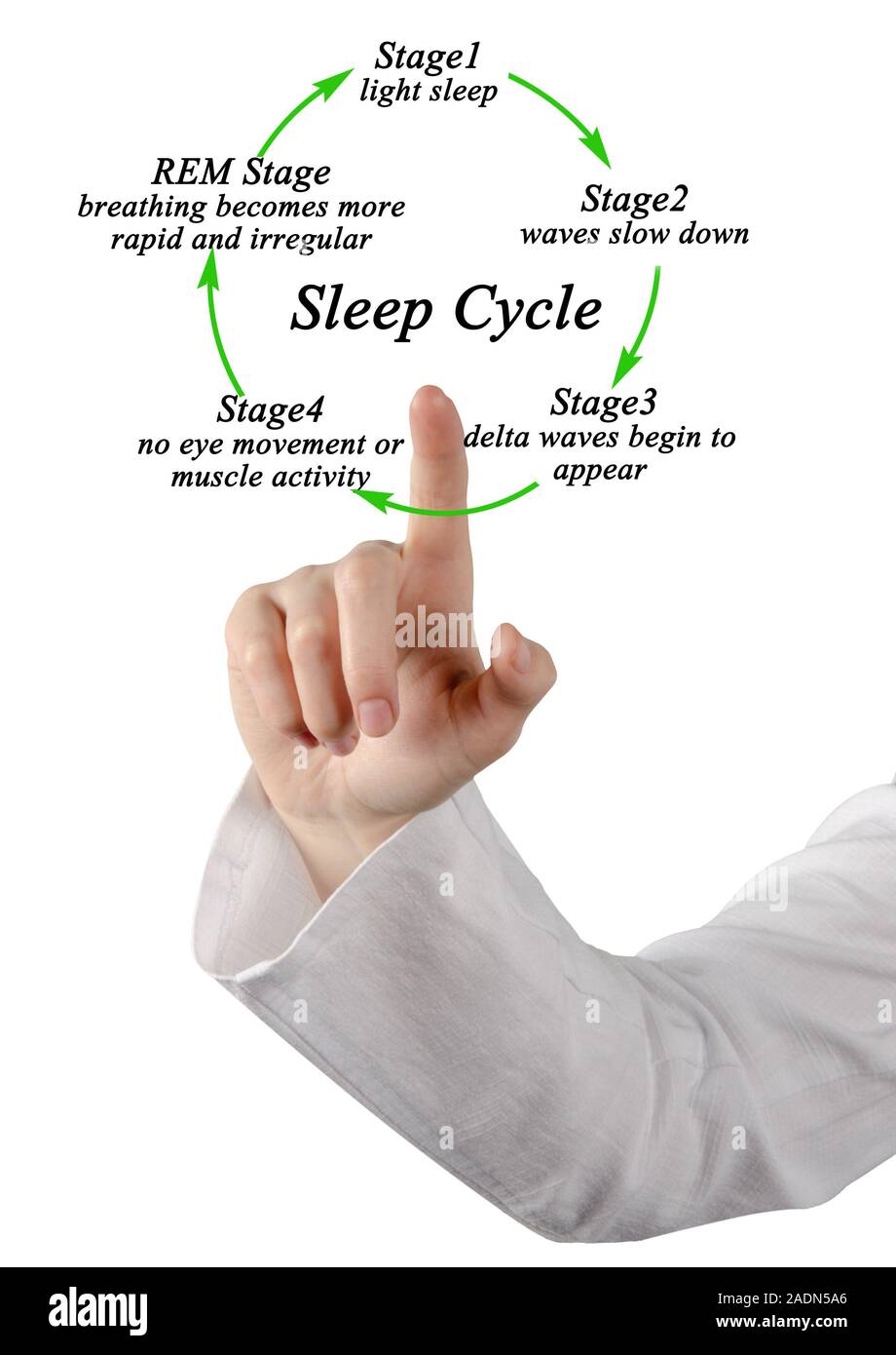 Étapes du cycle du sommeil Photo Stock - Alamy