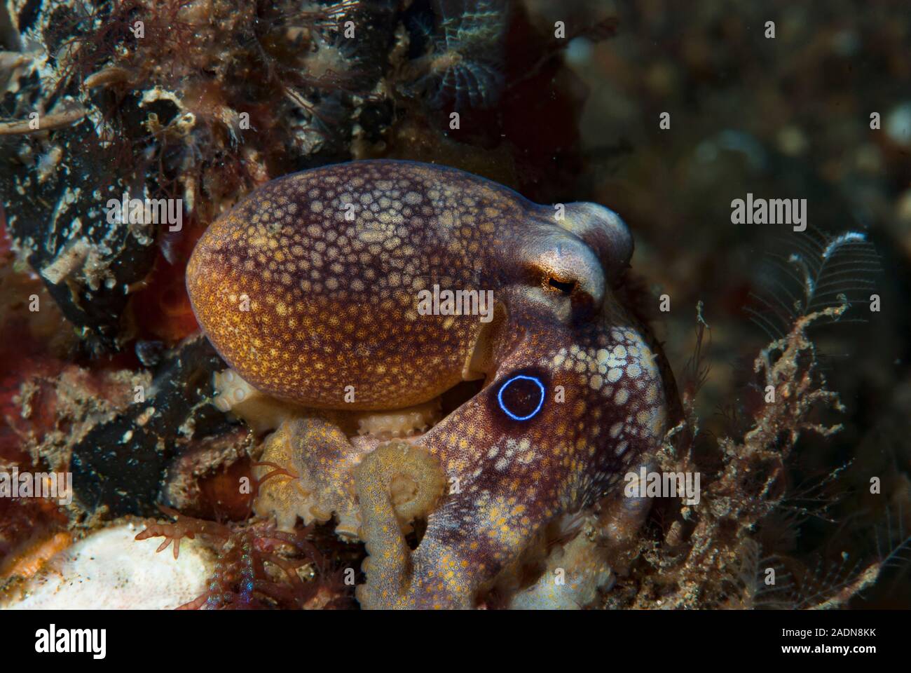 Octopus beak Banque de photographies et d’images à haute résolution - Alamy