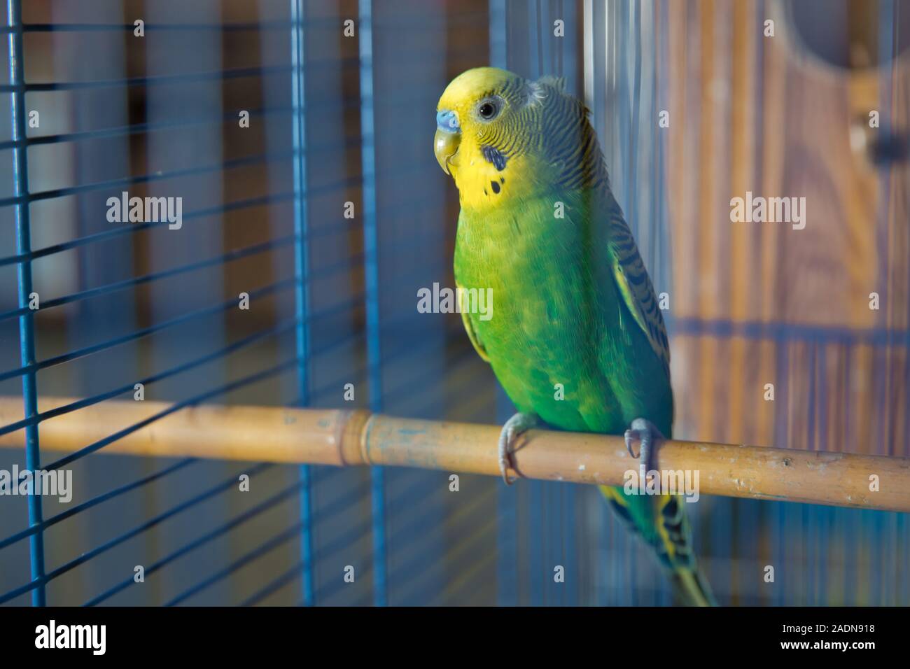 Les perruches . Ondulé Vert perroquet est assis dans une cage . Rosy ...