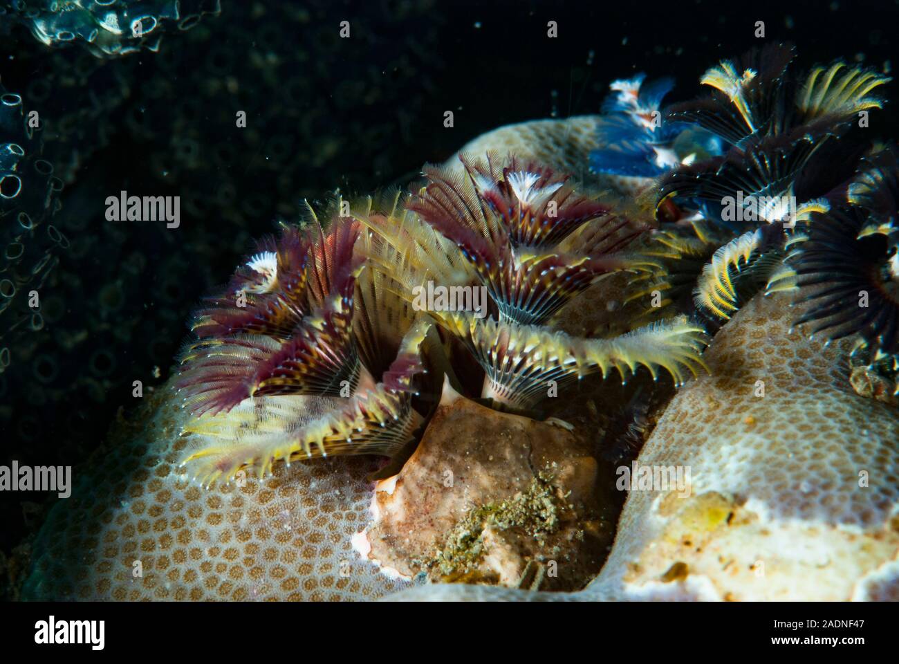 Spirobranchus giganteus Banque de photographies et d’images à haute ...