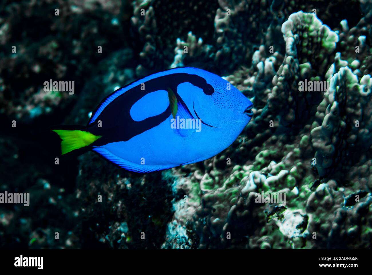 Paracanthurus hepatus Banque de photographies et d’images à haute ...